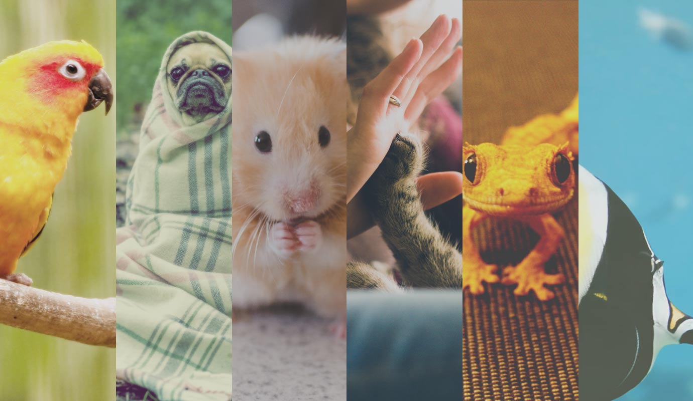 Home | Critter Cabana